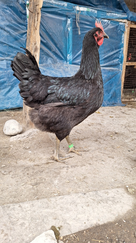 Gigant Qora shaxzoda