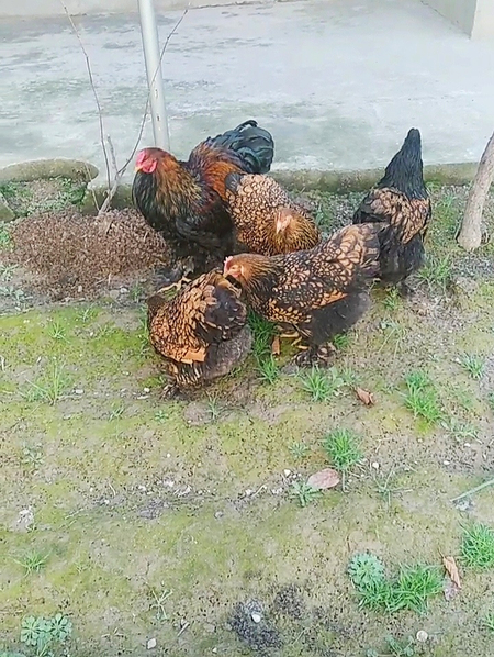 Brama TUXMi JOJAsi BoR
