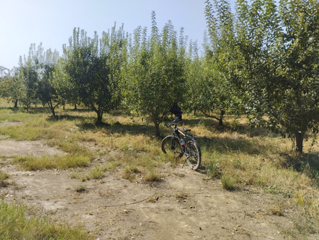 Olma bog’  50 sotik