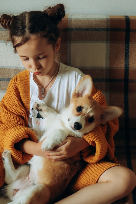 Клубные щенки вельш корги пемброк