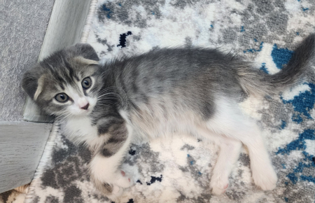 Продаётся Котёнок Скотч.