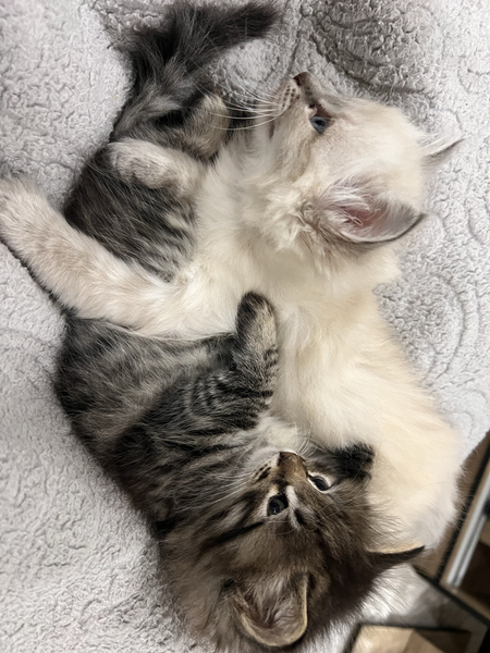 Котята мальчик и девочка