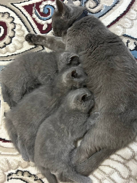 Британцы котятки.