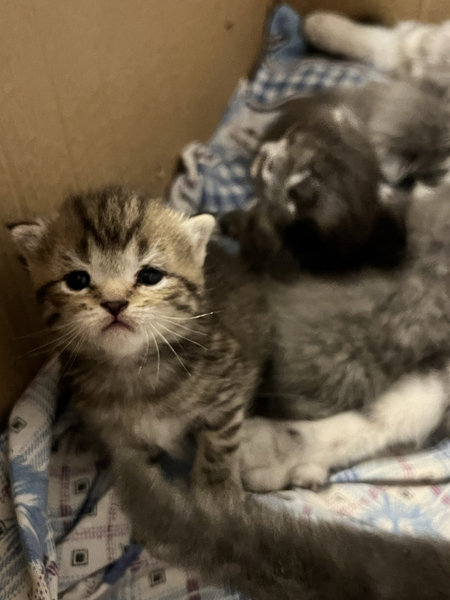 Продаю Котят Скоттиш фолд и Скоттиш страйт
