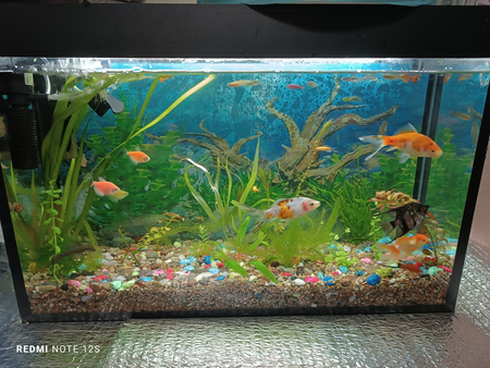 Baliq sotiladi akvarium bilan birga