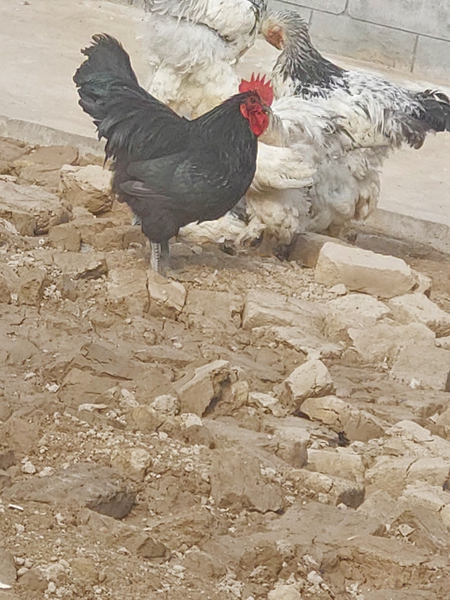 Хуроз кора шахзода шу йилги жужалар.  Актив, соглом.
