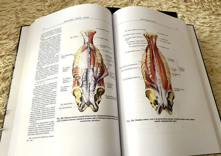 Atlas anatomiya/Атлас анатомия узб и русс