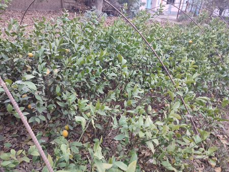 Limon ko'chatlari SUPER MIR