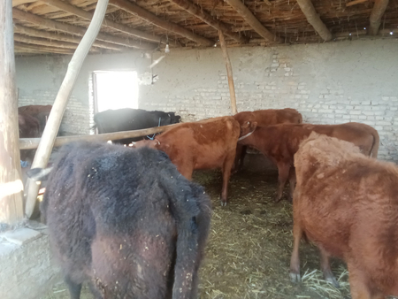 Mollar sotiladi arzon narxlarda