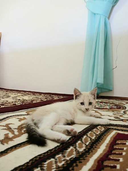 Продаётся три кошки (котята)