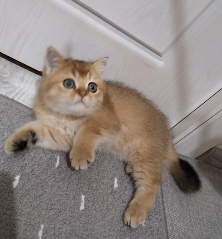 Продается котенок золотистый шиншилла
