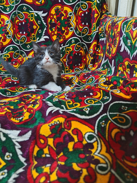 Котята, отдам даром