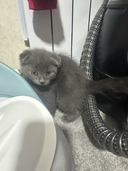 Скотиш фолд мальчик