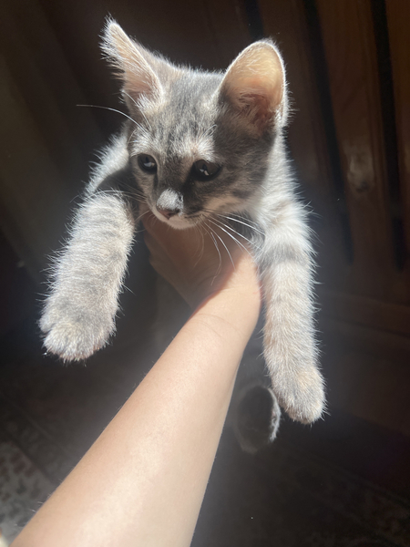 Хотим отдать в заботливые, добрые руки котенка