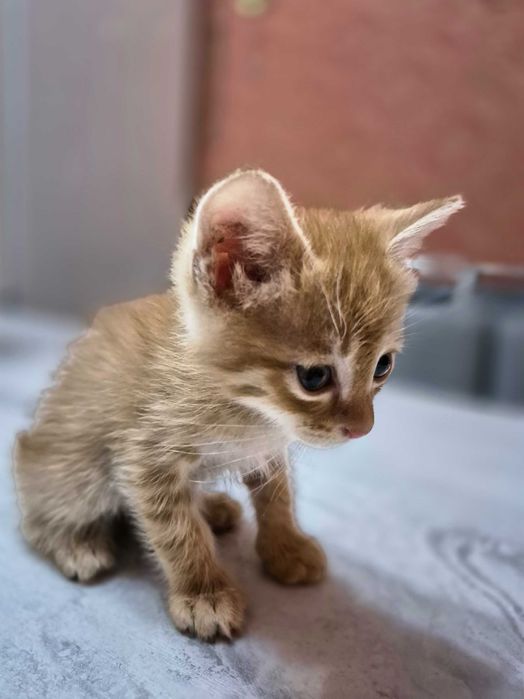 Отдам котят даром