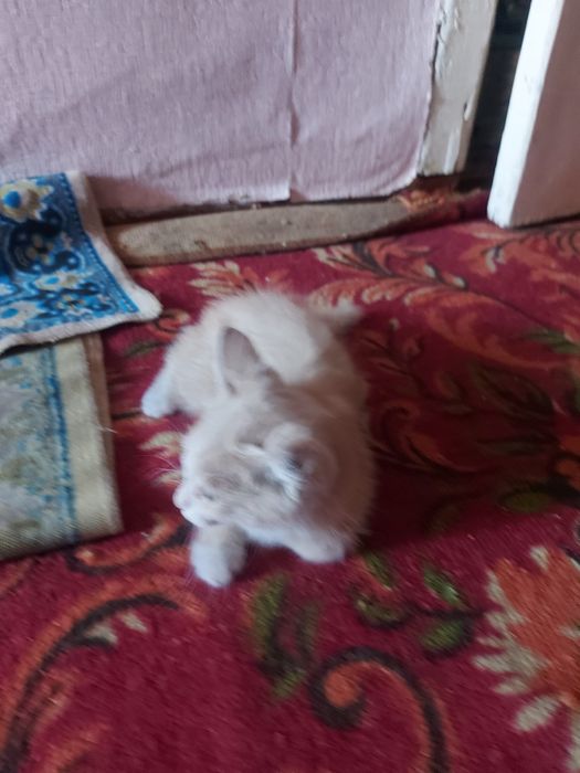 Продаётся ангорский кошка
