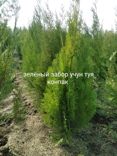 Сасна элдарски книжный можовелник туя и другие.
