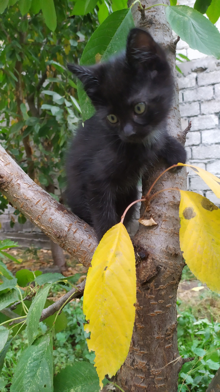 Котёнок, мальчик, Чирчик.