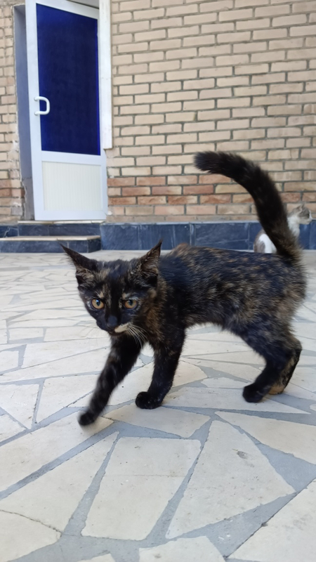 Кошки отдадим в надёжные руки