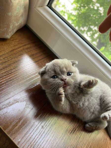 Продаются котята скотиш фолд и скотиш страйт.