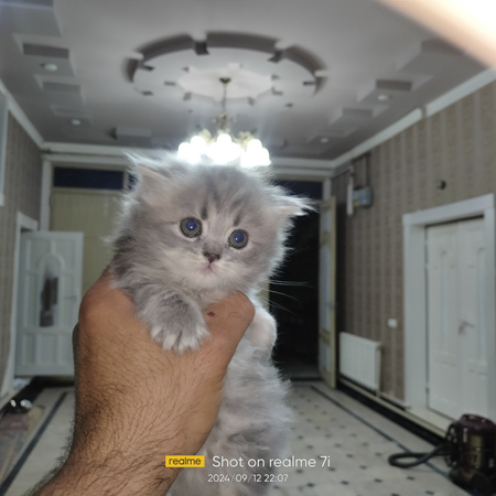 Продаются катенки