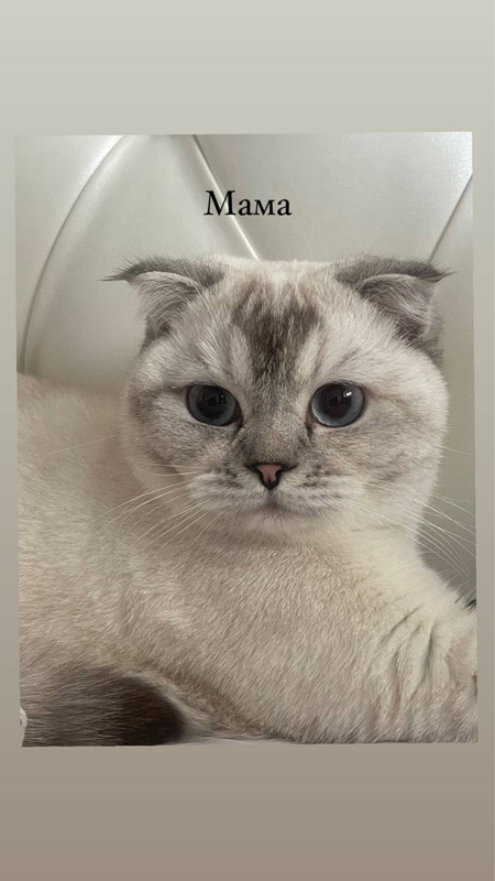 Котики скоттиш страйт/фолд