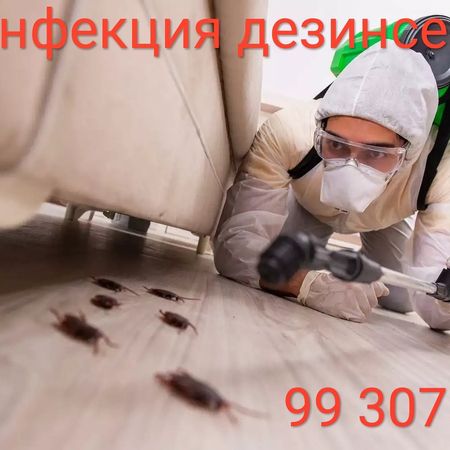 Дезинфекция dezenfeksiya дезинсекция dezinfeksiya дератизация