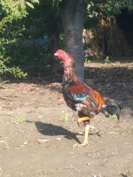 Xoʻroz malla kelishamiz kami bor 3kg 300g chiqadi kelishamiz