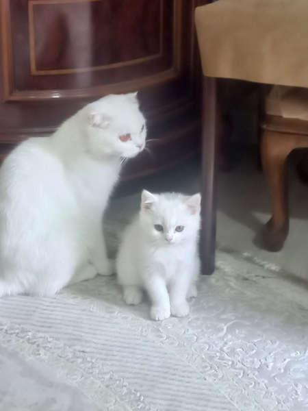 Продам кошечка 2 месеца