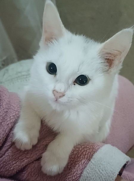 домашний котенок