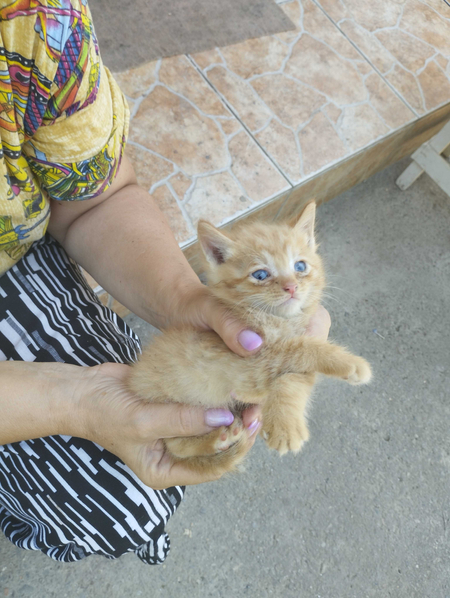 Котята в хорошие руки