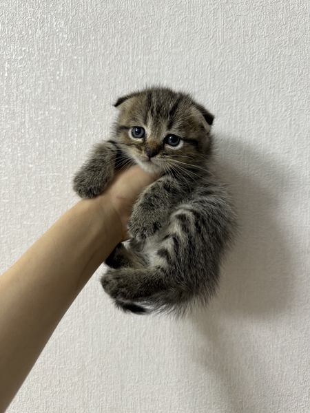 Продаётся котята