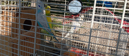 Продам волнистых попугаев