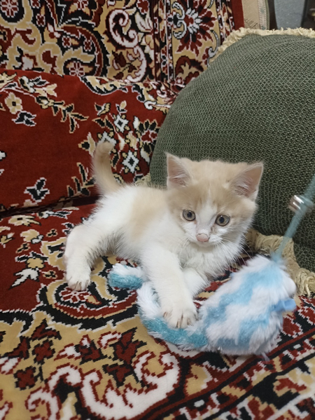 Котята 1.5 месячные домашние  в хорошие н