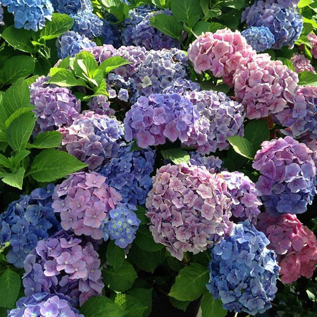 Гортензия l Hydrangea