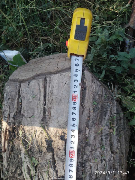 Дерево для красивой мебели из ореха.