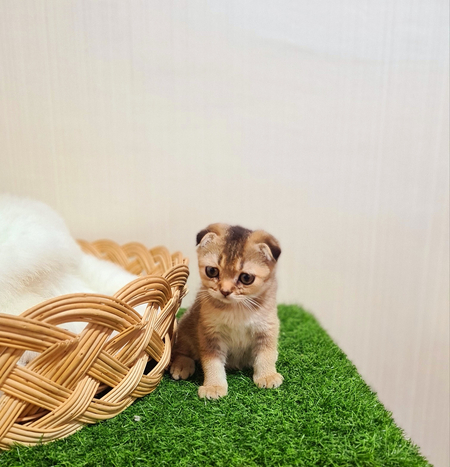 Котята шотландские