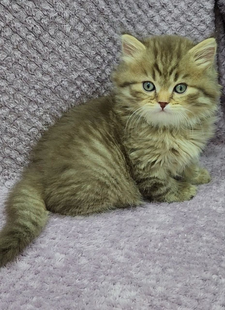 Котёнок шиншиллы шоколадный