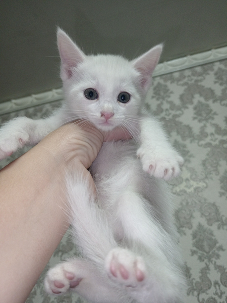 Продаю породистых котяи
