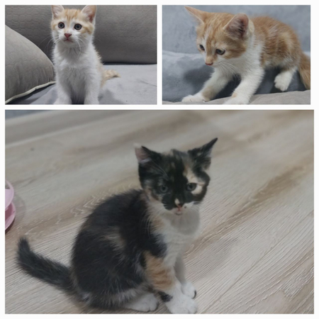 Милые, добрые котята