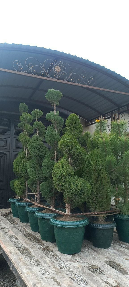 Gazon, archa va palif qilamiz.