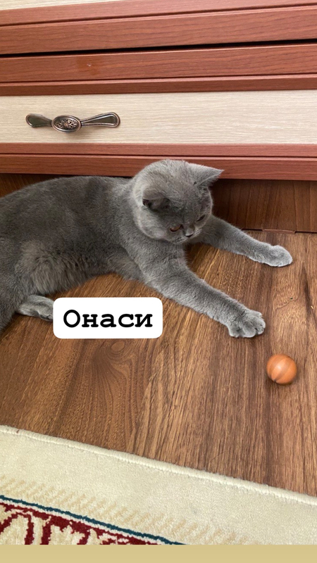 Британские котята Mushulkar