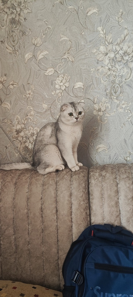 Срочно продается шиншилла