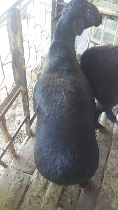 Qòy sotiladi aqiqa osh tòy sòyishga qòy sotiladi