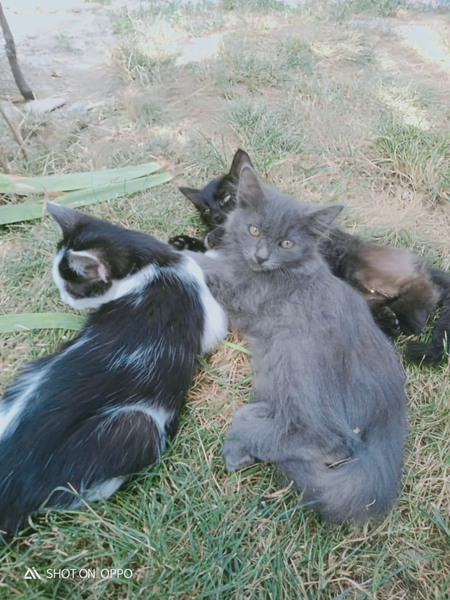 Отдам котят красивые 3 месяца приученнные к еде