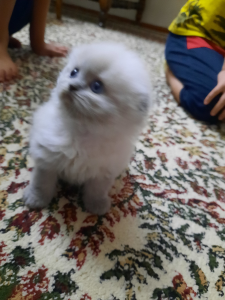 Продаются котята Шотландский вслуха