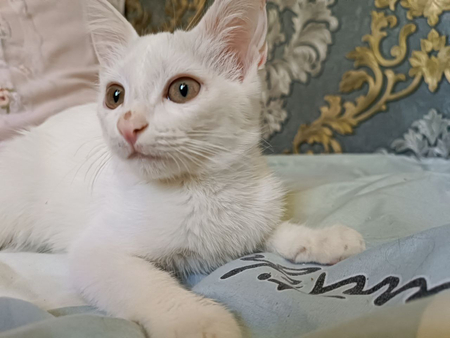 Кошки отдам даром