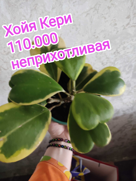 Продам растения здоровые Хойя Кери Валентинка