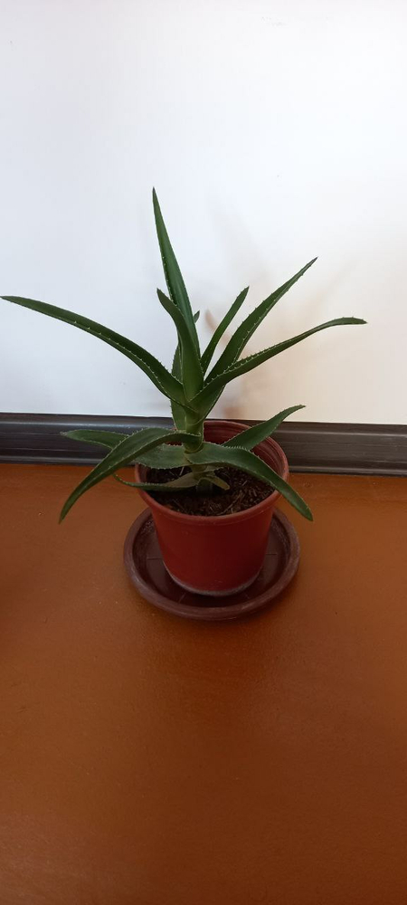 Xona oʻsimliklari