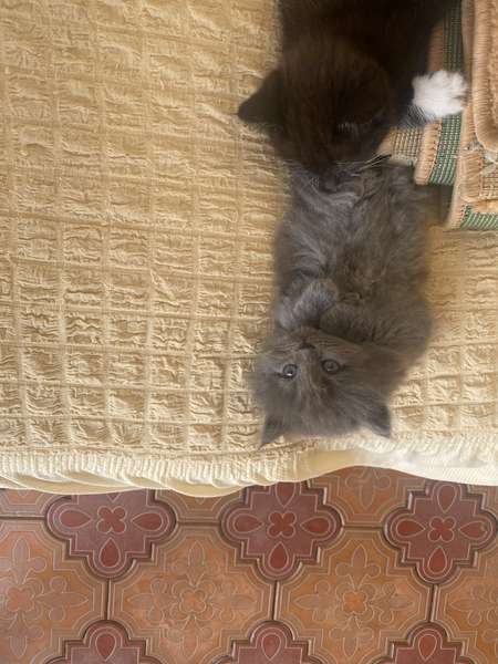 Котенок вислоухий